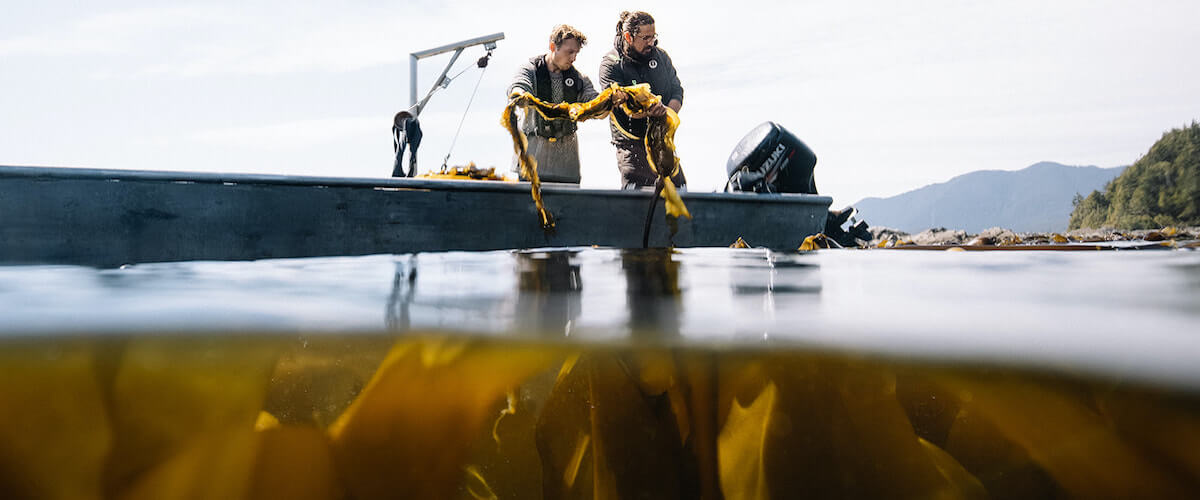 Stevie Dennis & Kelp Ambitions | Tofino's Ocean Sustainability ...